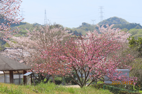 近隣の桜2024: メメント ド ミニ