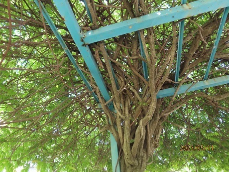 新緑と花々に心癒されて: メメント ド ミニ