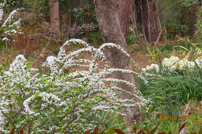 内村鑑三『続 一日一生』より「植木鉢の教え」: メメント ド ミニ